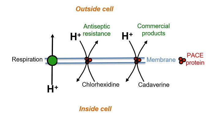 Antiseptic resistance in bacteria could lead to next-gen plastics