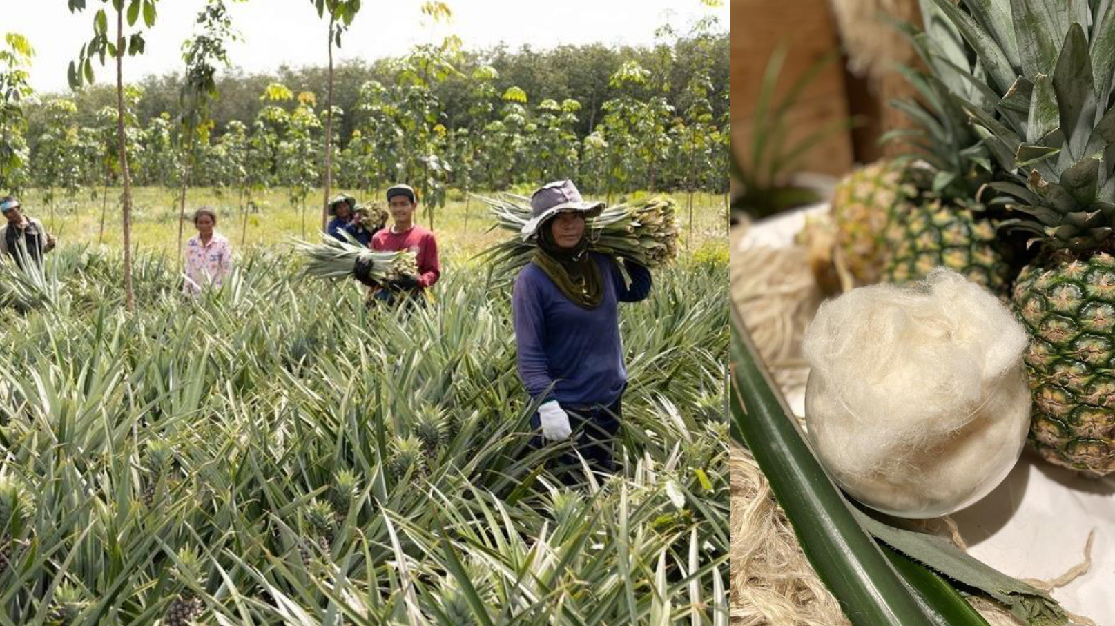 New life for pineapple leaf waste