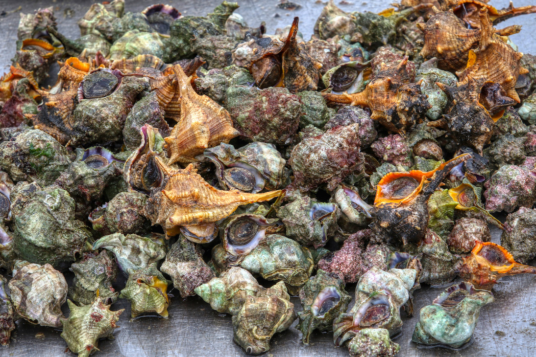 Mediterranean Purple Dye