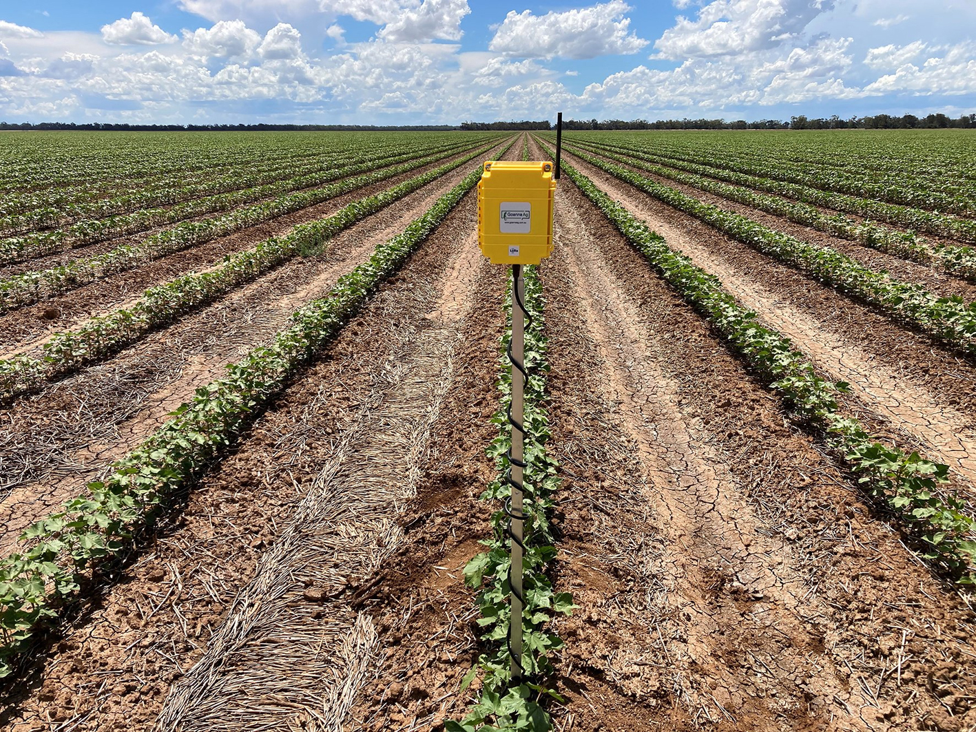 Optimising cotton crop yields with GoField