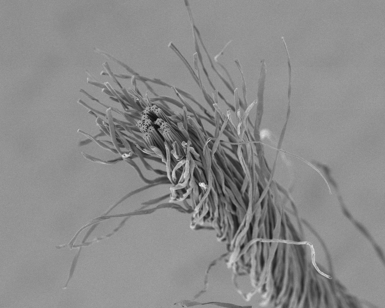 Teijin innovations at OR Summer Market